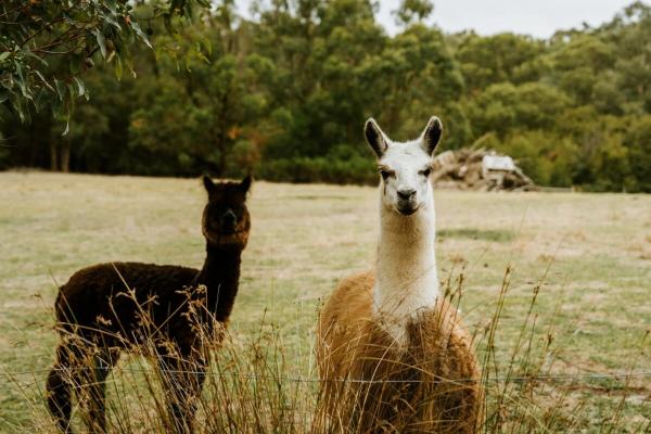 Tuscan Farmhouse - Healesville