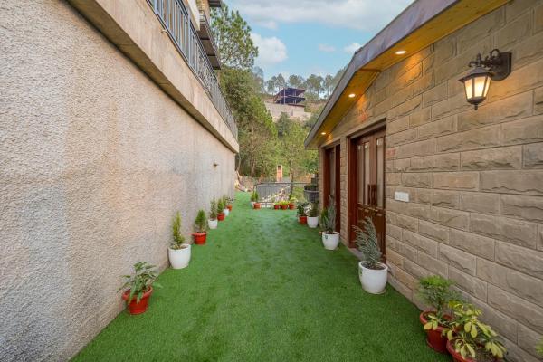 Konifer Greyvine - Kasauli