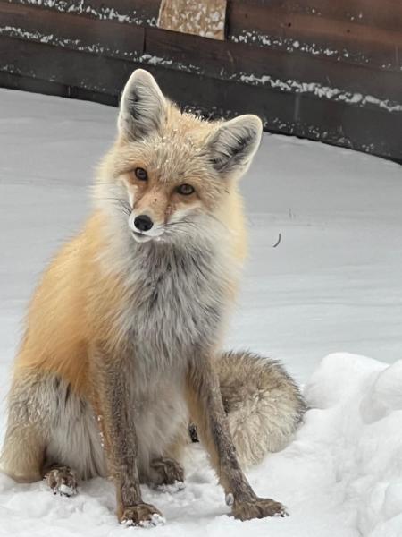The Fox Den - West Yellowstone, MT