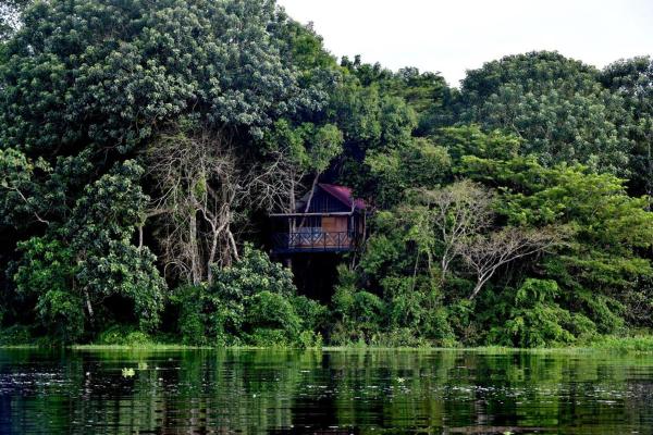 Eware Treehouse - Amazonas