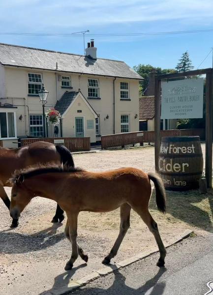 The Pigs' Pantry, Burley - New Milton