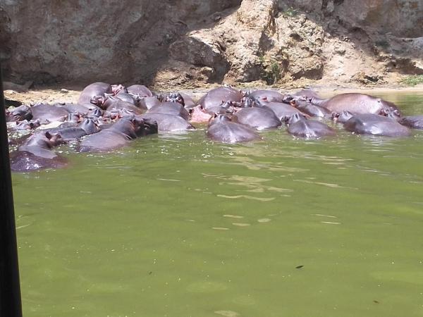 Green Pearl Adventures - Ouganda