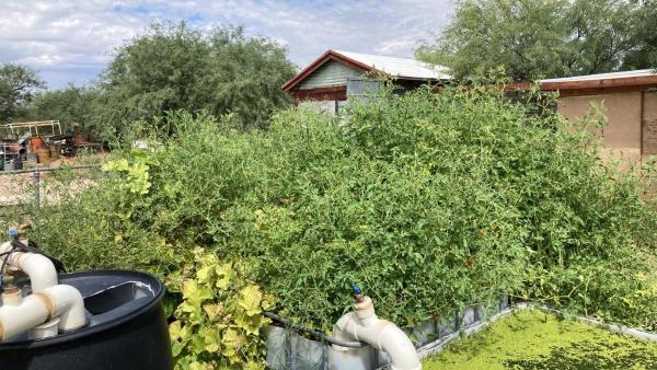 Edible Garden - Tucson, AZ