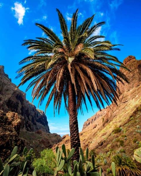 Apartment Volcano Beach - La Gomera