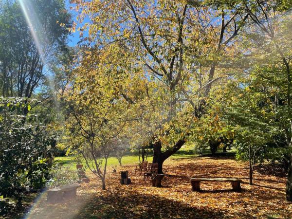 Treetops Chalet - Leura