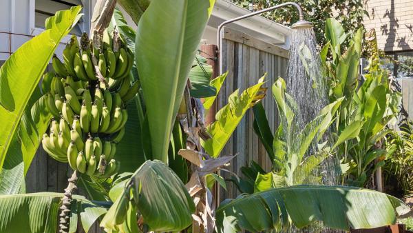 Paperbark - Angourie Oasis - Brooms Head