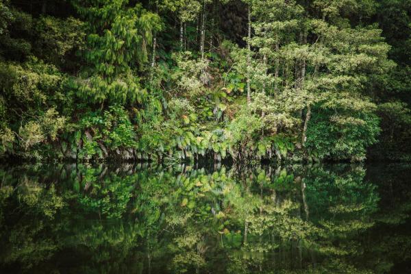 Punga Grove - Bay of Plenty