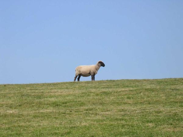Dirks Ferienhaus Seepferdchen - Varel
