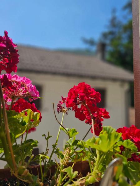 Rustico Leonardo - La Dolce Vita Italiana - Lecco