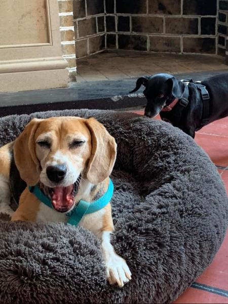 Hotel Only Pets - Mexico-Stad