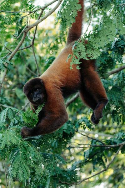 Allpayacu Adventures Lodge - All Inclusive - ブラジル アマゾナス