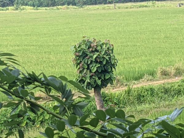 Green View Holiday Home - Sri Lanka