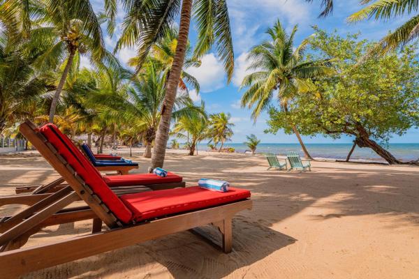 Buttonwood Belize - Belize