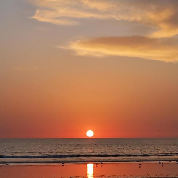 Les Géraniums - Taghazout