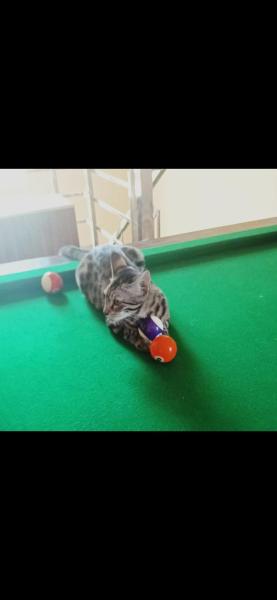 Woodkukkur - Mukteshwar