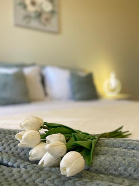 Shkodra Central Corner - Albania