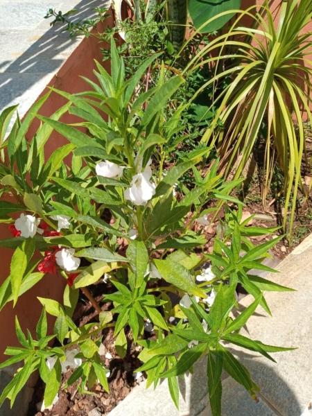 Casa Para Temporada Em Pirenópolis - Pirenópolis