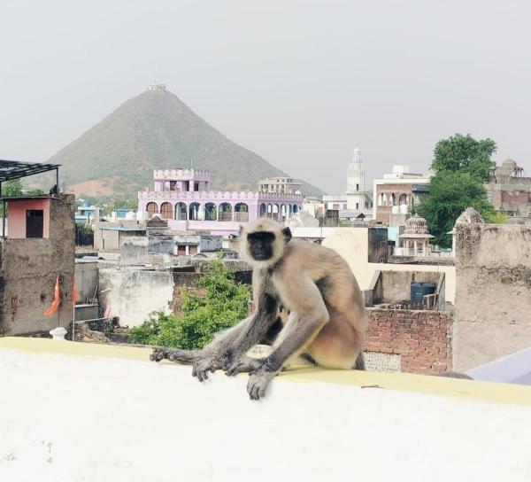 Ganpati Homestay - Pushkar