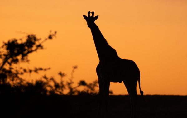 Bay Safaris - Afrique du Sud