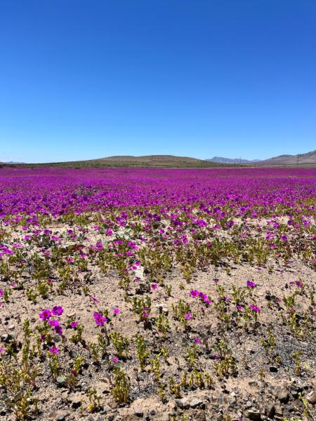 Departamento En Bahía Inglesa Full Equipado - Wifi Y Cable - Atacama