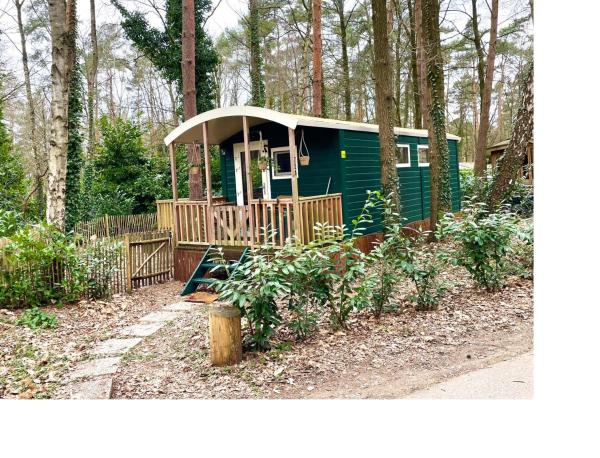 The Butterfly - Forest - Dog - Maastricht - Lanaken