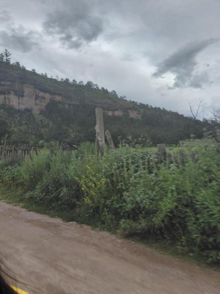 Tello De Luks - Chihuahua