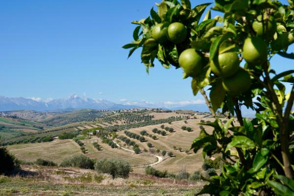 Pinetoalba - Roseto degli Abruzzi