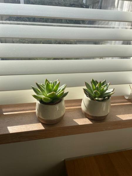 'Het Haasje' - 's-Hertogenbosch