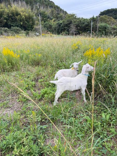 オアシス南房総 - Chiba
