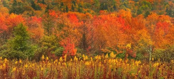New Tryon Cabin By Tiec In Green River Highlands - North Carolina