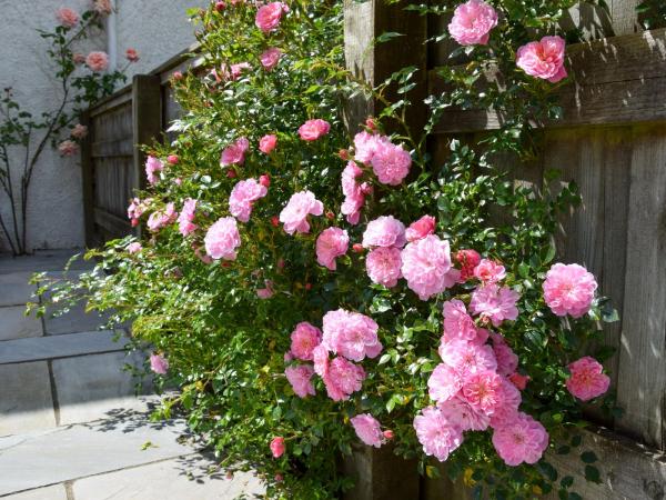 Sweet Briar - 8234 - Bridport