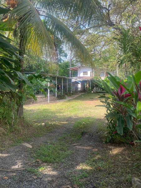 Green Forest Uvita River - Costa Rica
