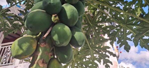 Villa Sapotilles - Guadeloupe