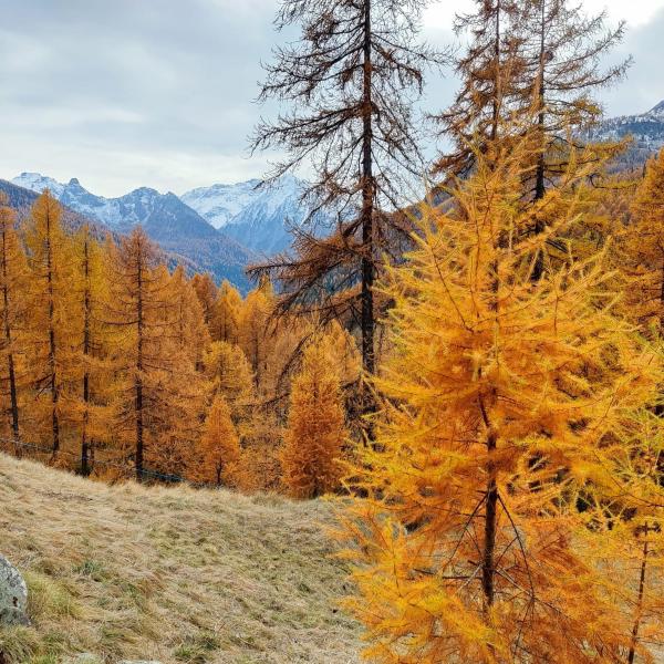 Casa Indipendente Val D'ayas - Challand Saint Anselme - Gressoney-Saint-Jean