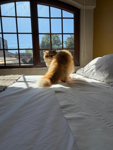 Departamento Pet Friendly A Metros Del Mall Cenco Temuco, Casino Dreams Y Av Alemania - Temuco