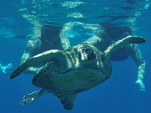 Sea Turtle Bungalow - Flagler Beach