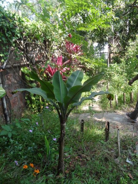 Roots Republic Villa - Anjuna