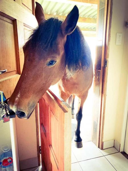 The Blow-inn Farmer, Sunrise Cottage - Howick