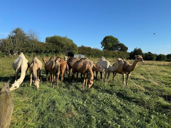 Maison Nomade - Norte