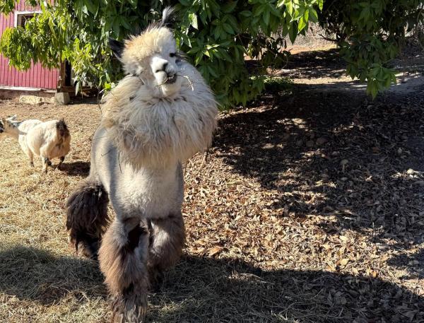 Pet Friendly Breathtaking Cottage With Hot-tub In Rainbow, California - Temecula, CA