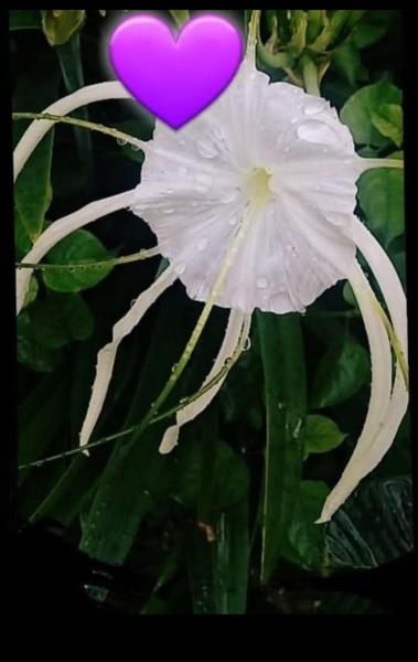 Seaside Homestay And Airport Shuttles - Fiji