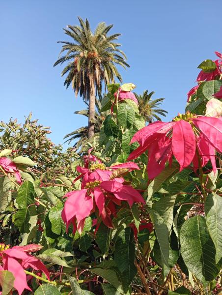 Finca Las Tapias, Glorieta - Puerto de la Cruz