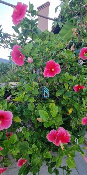 Casa Ingleses Com Piscina 0232 - Florianópolis