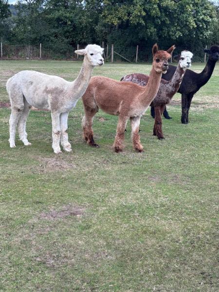 Private Hot Tub Boutique Holiday Let With Alpacas In Dorset - Bournemouth