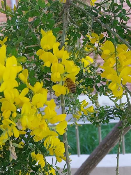 El Retamo - Casa Turística - San Rafael