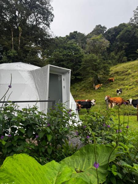 Epífita, Bosque Nuboso Glamping Monteverde - Costa Rica