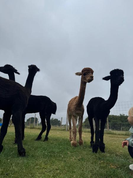 Lime Kiln Woods - Folkestone