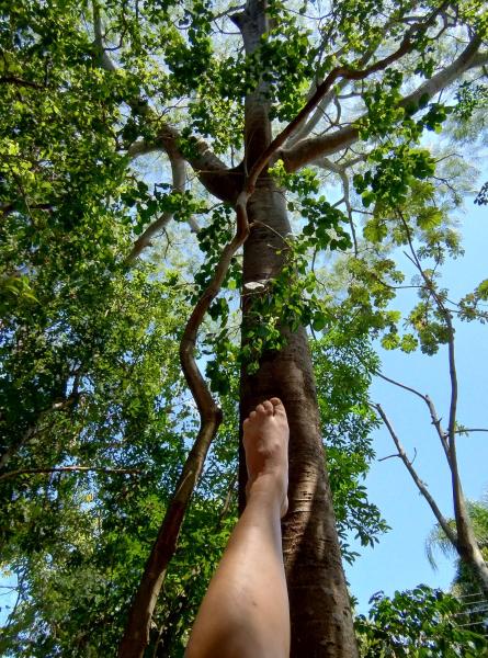 Chale Fazendinha - Governador Celso Ramos