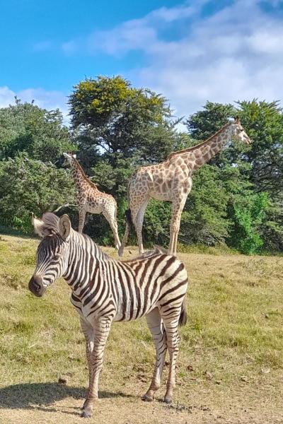 Zebra Crossing - South Africa