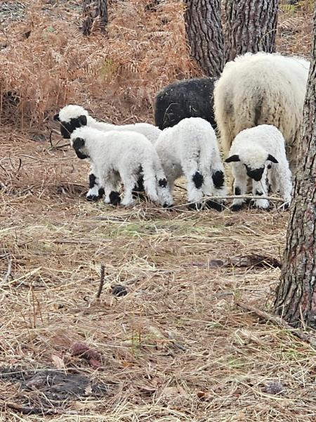 Les Chouchous Du Garthieu - Hourtin